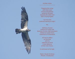 Flying High (Poem with Picture) - Bright Possibilities