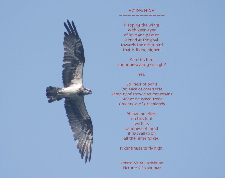 Flying High (Poem with Picture) - Bright Possibilities