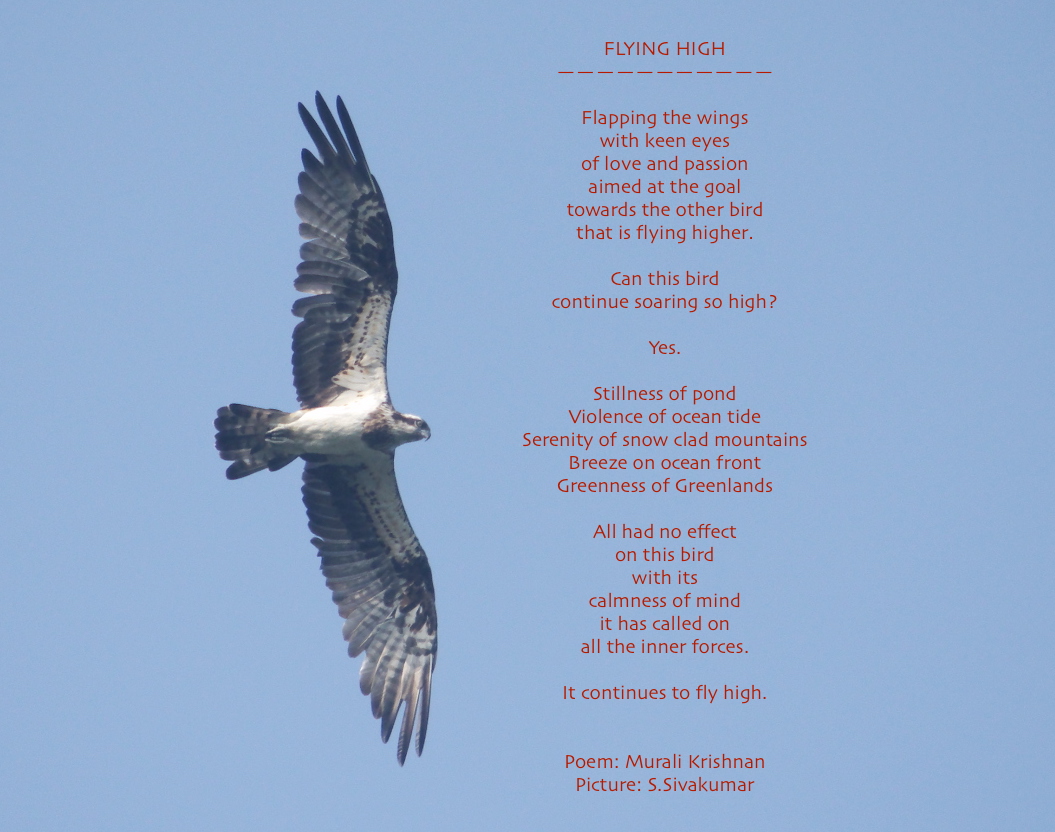 Flying High (Poem with Picture) - Bright Possibilities